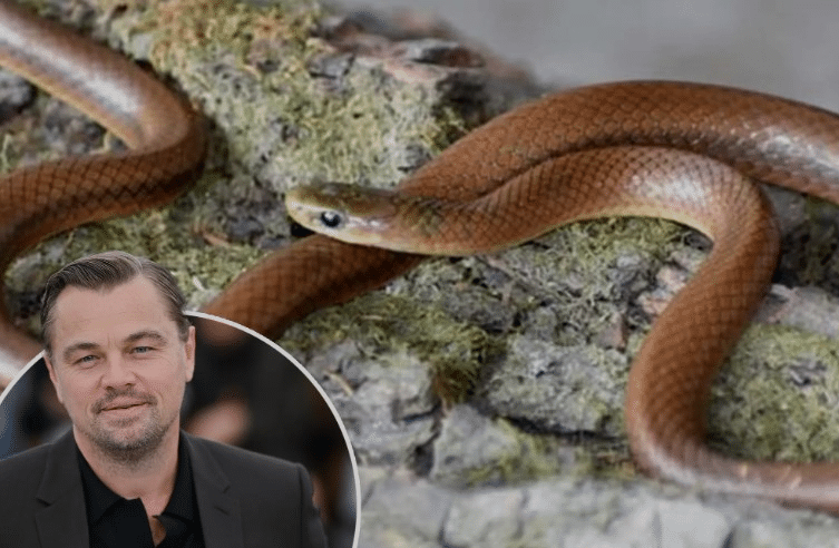 Nova serpente do Himalaia nomeada de Leonardo DiCaprio
