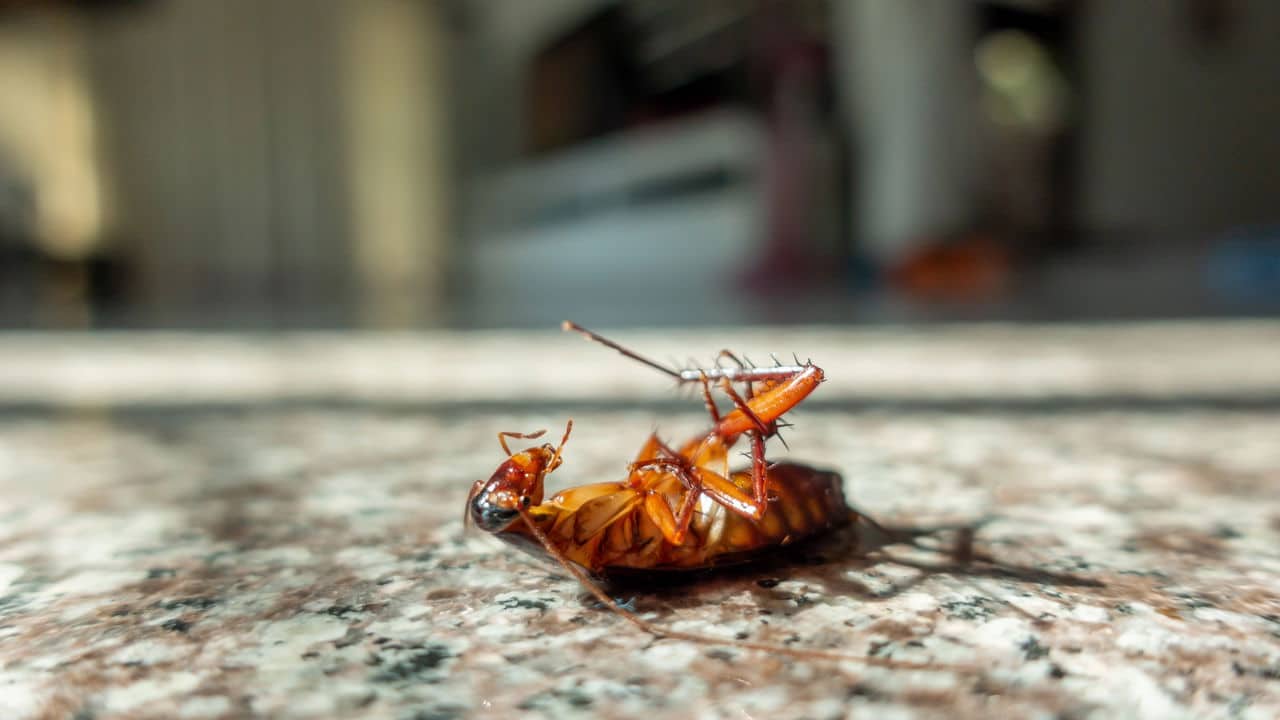 Barata viva é descoberta no intestino de um homem que estava com ...