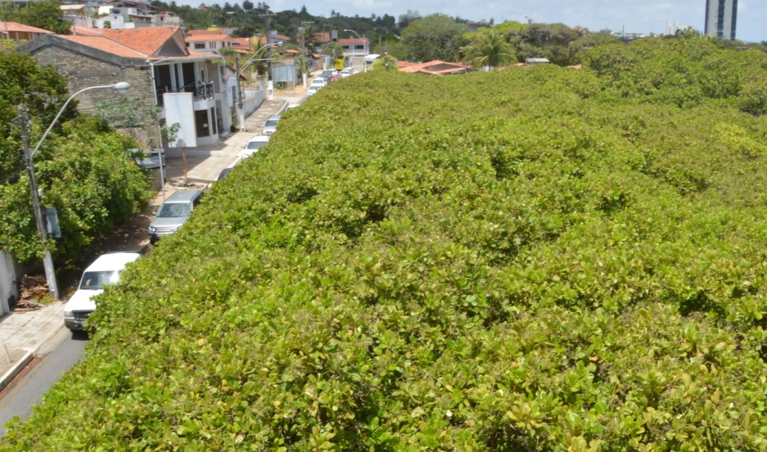 Cajueiro de Pirangi é reconhecido como Patrimônio Natural